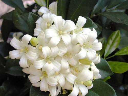 Мурайя (апельсиновый жасмин, мирт китайский)