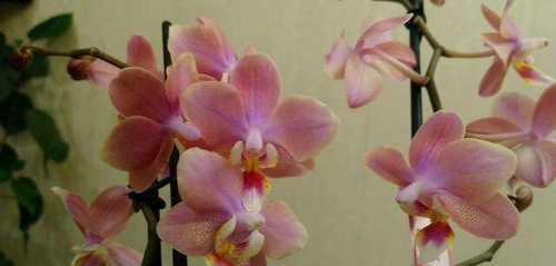 Орхидея Парфюмерная фабрика Одорион, Дасти Бель