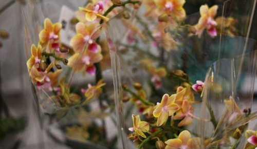 Парфюмерная фабрика 94859 Ароматные орхидеи