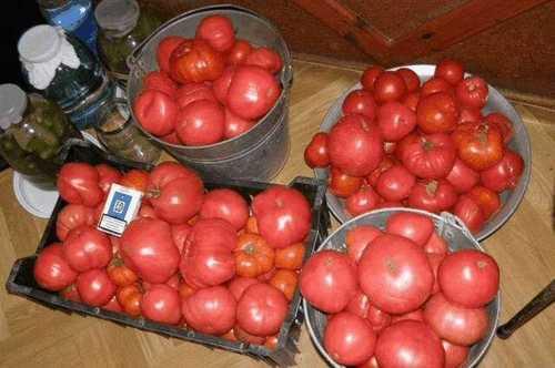 Семена старинного сорта помидор, со времён СССР