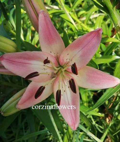 Лилия Ла-гибрид Албуфейра в горшке