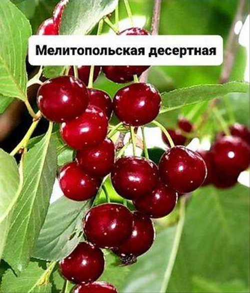 Мелитопольская десертная саж.вишни опт-розница