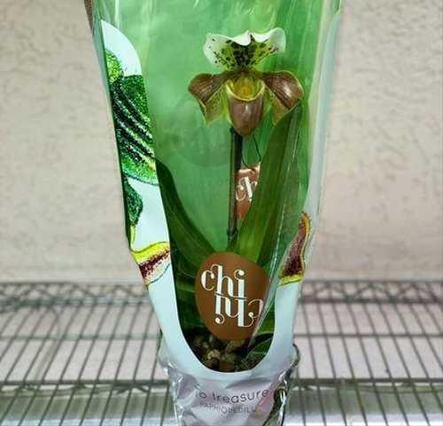 Орхидея пафиопедилум венерин башмачок