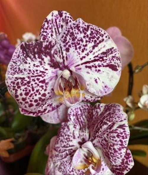 Орхидея фаленопсис « Белый Шоколад»