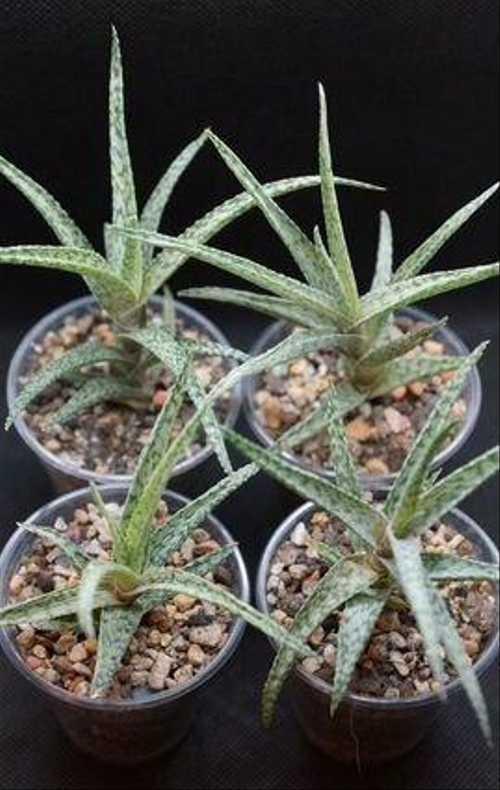 Aloe - гибриды