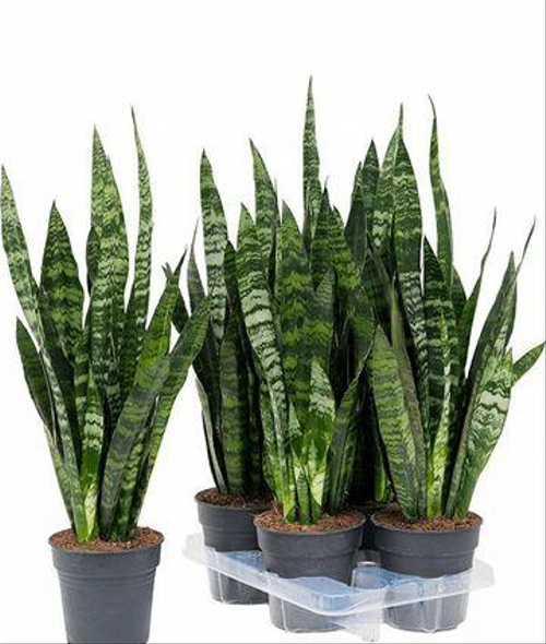 Сансевиерия sansevieria trifasciata 'black coral'