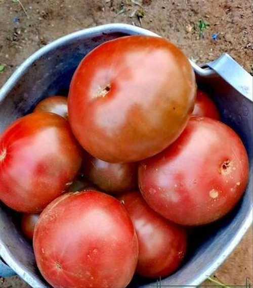 Набор семян томатов (20 сортов)
