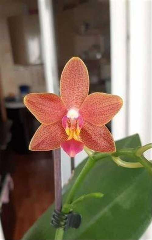 Орхидея фаленопсис Сого Ред Стар