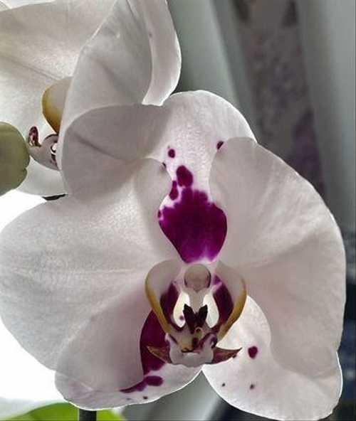Орхидея фаленопсис большая 15 белая с пятнами