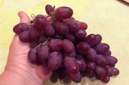 Укорененные черенки винограда, отличный районирова