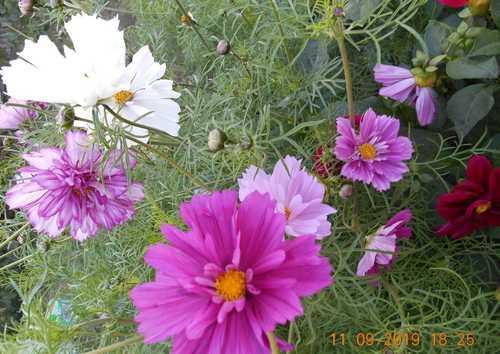 Космея семена