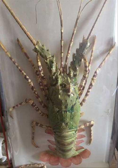 Чучело лангуст