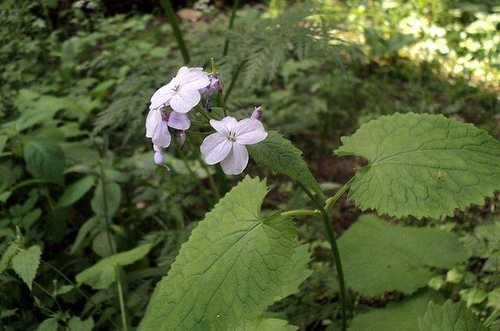 Саженцы лунника многолетнего (оживающего)