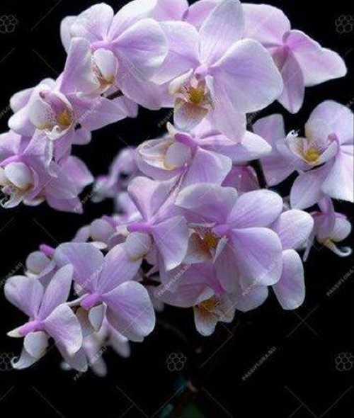 Орхидея фаленопсис spring fairy с цветоносом