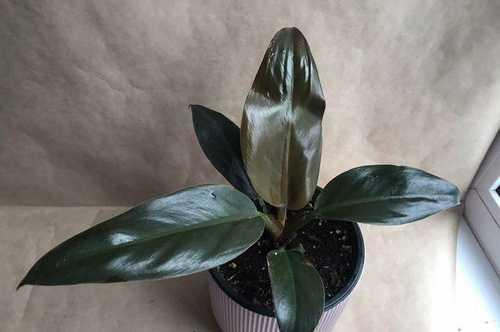 Филодендрон Империал Ред Philodendron Imperial Red