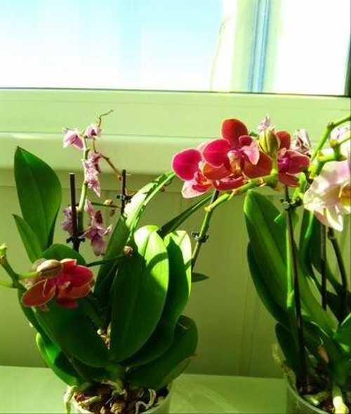 Орхидея мультифлора фаленопсис phal и др