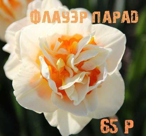 Луковицы редких нарциссов