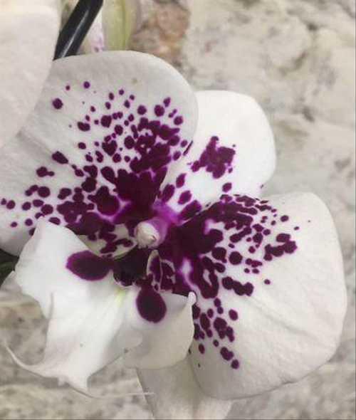 Орхидея фаленопсис биг лип