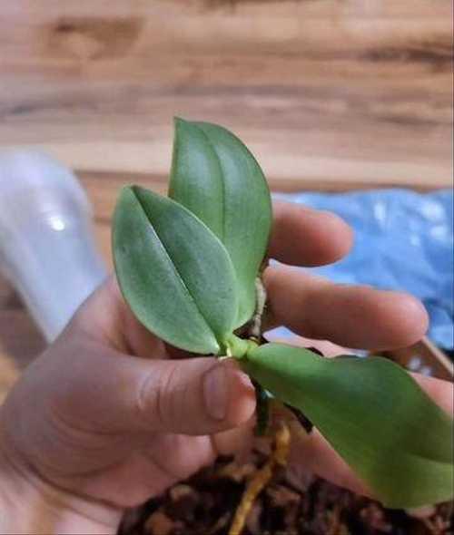Орхидея фаленопсис Гигантея