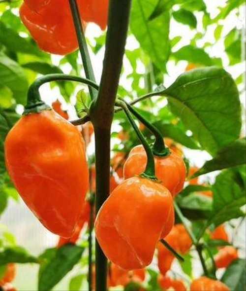 Перец острый Habanero Orange