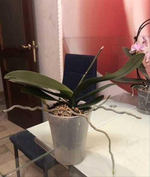 Орхидея фаленопсис Сого Даймонд