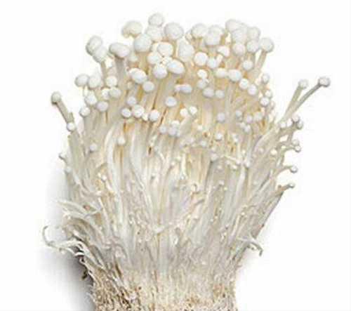 Грибной блок, мицелий Эноки (Flammulina velutipes)