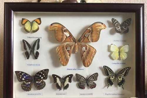 Бабочки в рамках