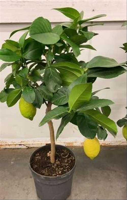 Лимонное дерево плодовое / Лимон Премиум