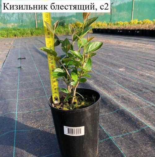 Кизильник блестящий с2