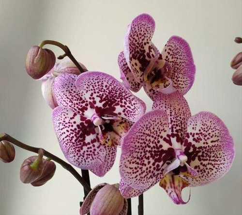 Орхидея фаленопсис Андорра
