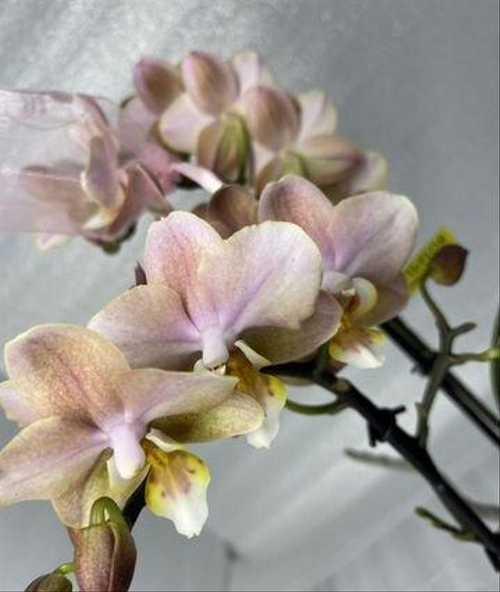 Орхидея фаленопсис «Сцентион»