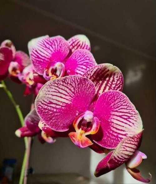 Орхидея фаленопсис Фантом