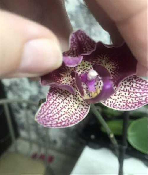 Орхидея фаленопсис пелор /бабочка кимоно