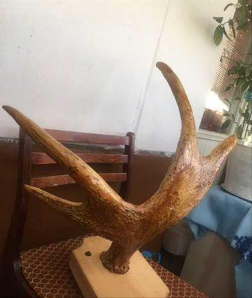 Рога лося