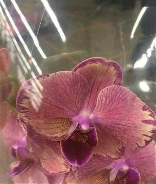 Орхидея фаленопсис Пират Пикотти