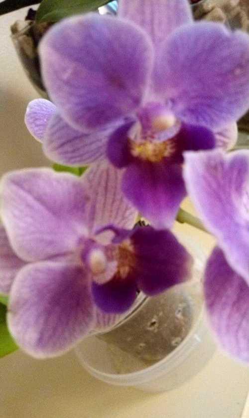 Орхидея Violet Queen(цветёт)