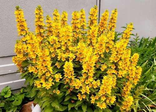 Вербейник, Купена, Бруннера-для тенистой клумбы