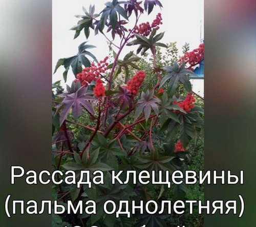 Рассада цветов