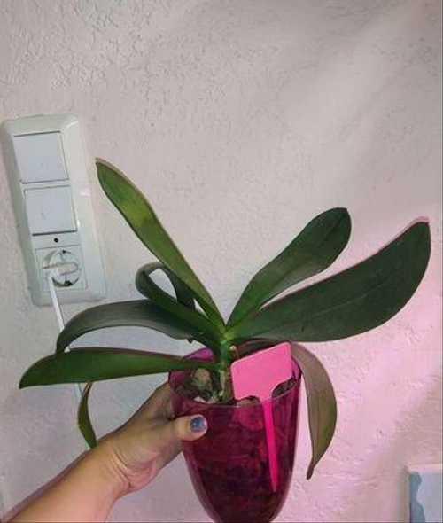Орхидея фаленопсис Вашингтон