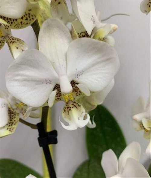 Орхидея фаленопсис стюартина