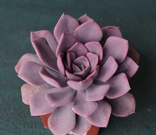 Graptoveria debbie