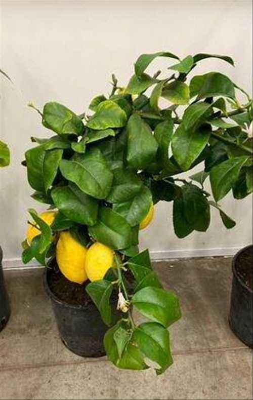 Лимонное дерево Цитрофортунелла/ Лимон Люкс