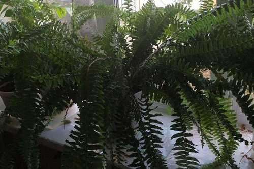 Папортник комнатный