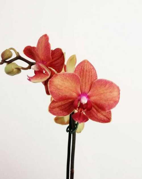 Орхидея фаленопсис 94637 рыжая Мультифлора