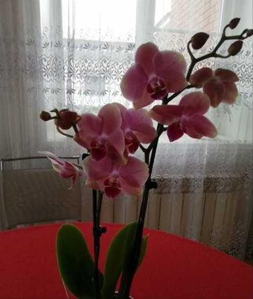 Орхидея Пират Пикоти