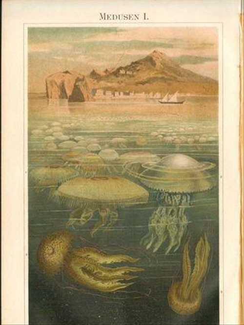 Литография. 19 век. Германия. Медузы