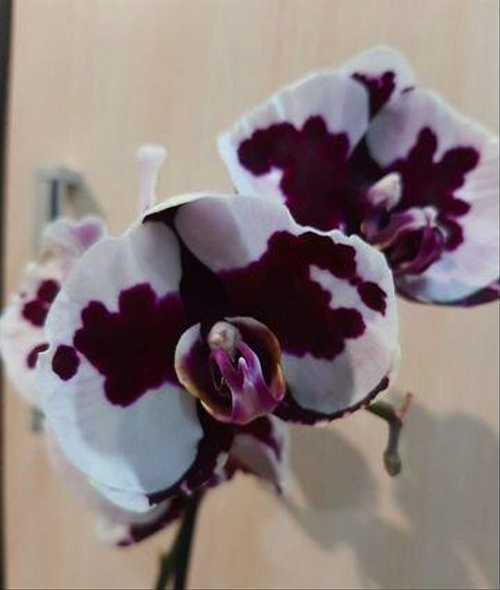 Орхидея фаленопсис,Каменная Роза