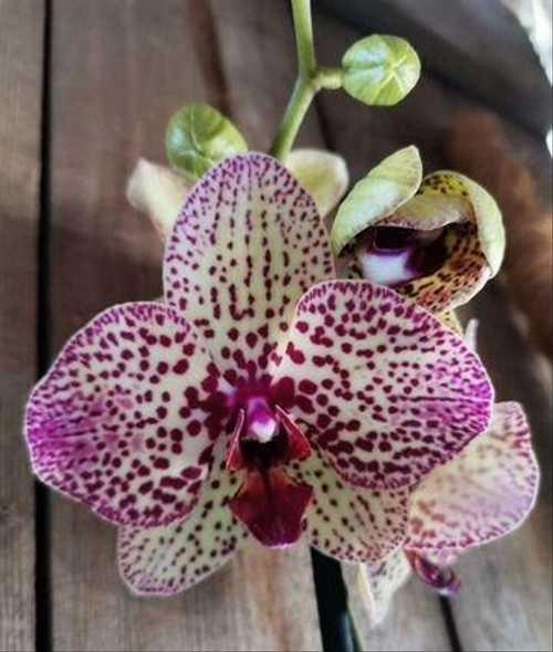 Орхидея фаленопсис большой выбор. Редкие сорта