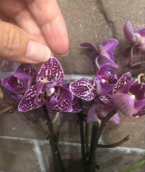 Орхидея фаленопсис пелорик трилипс