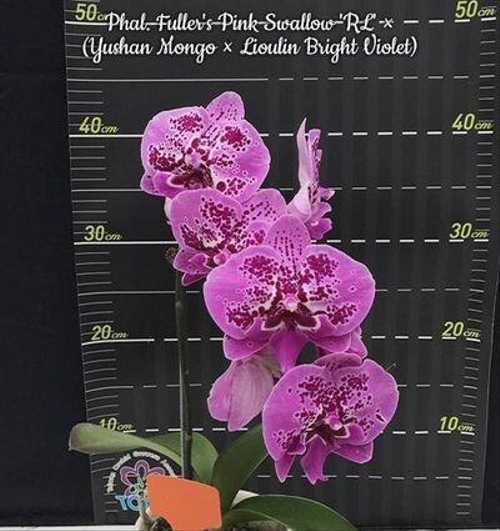 Орхидея взр Phal. Fuller's Pink Ласточка 'RL' x (Y